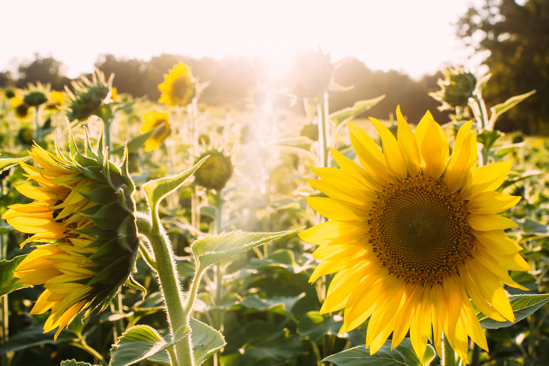 Simplify Your Life in 5 Ways - Redwood Neighborhood Blog Simplify Your Life in 5 Ways - Redwood Neighborhood Blog